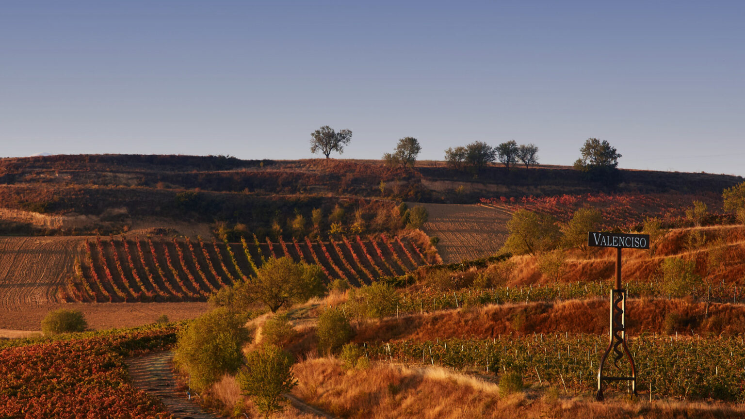 Tipos de colores de vino: Guía completa - Vinos Iberian