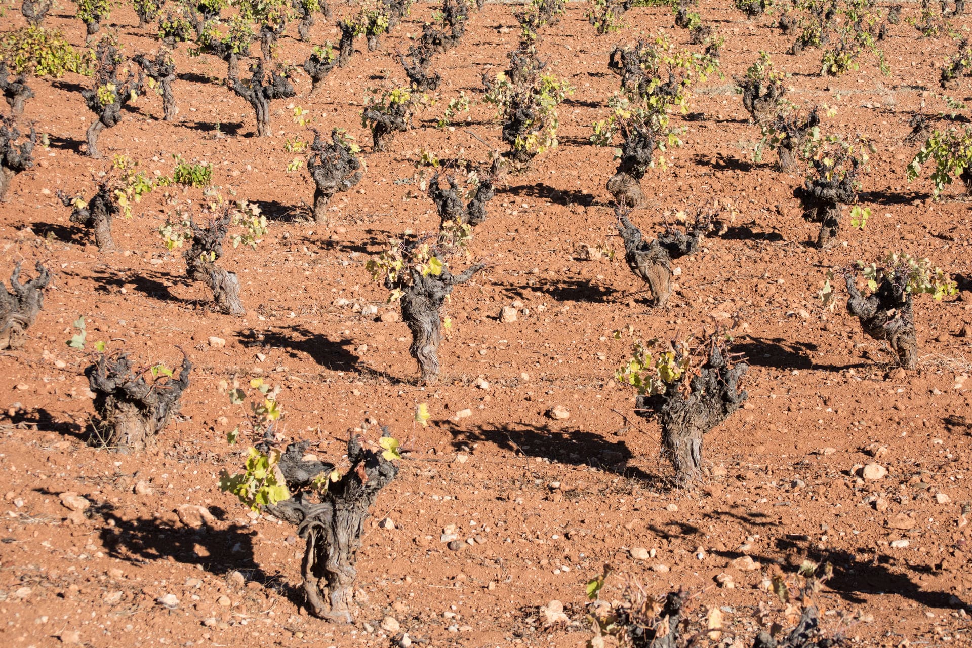 Cepas de vino: Qué son, sus tipos y más - Vinos Iberian