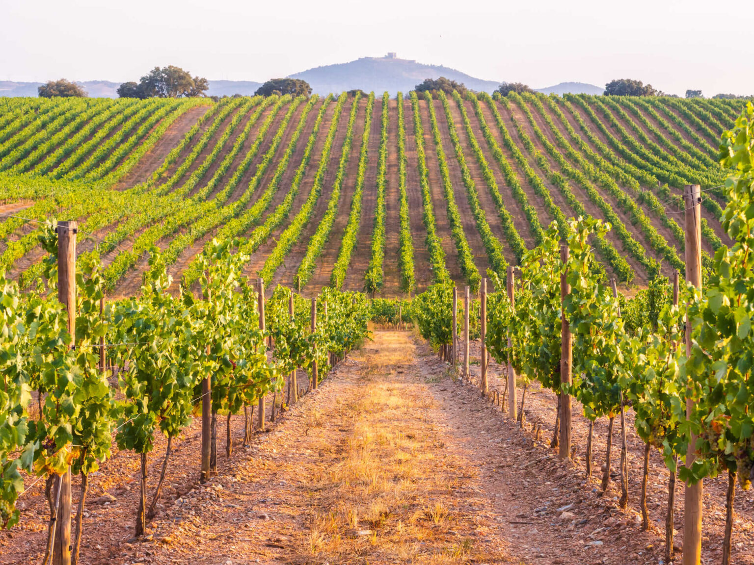 Cepas de vino: Qué son, sus tipos y más - Vinos Iberian